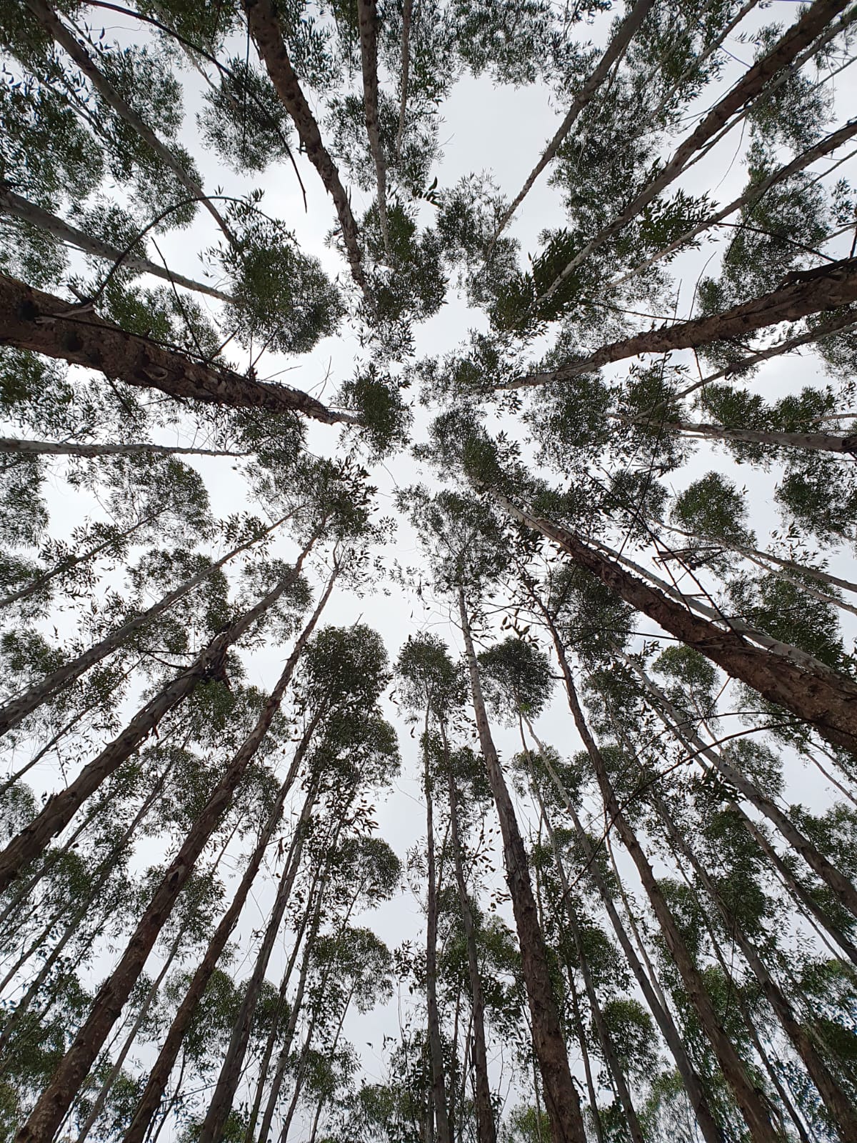 Inventário Florestal