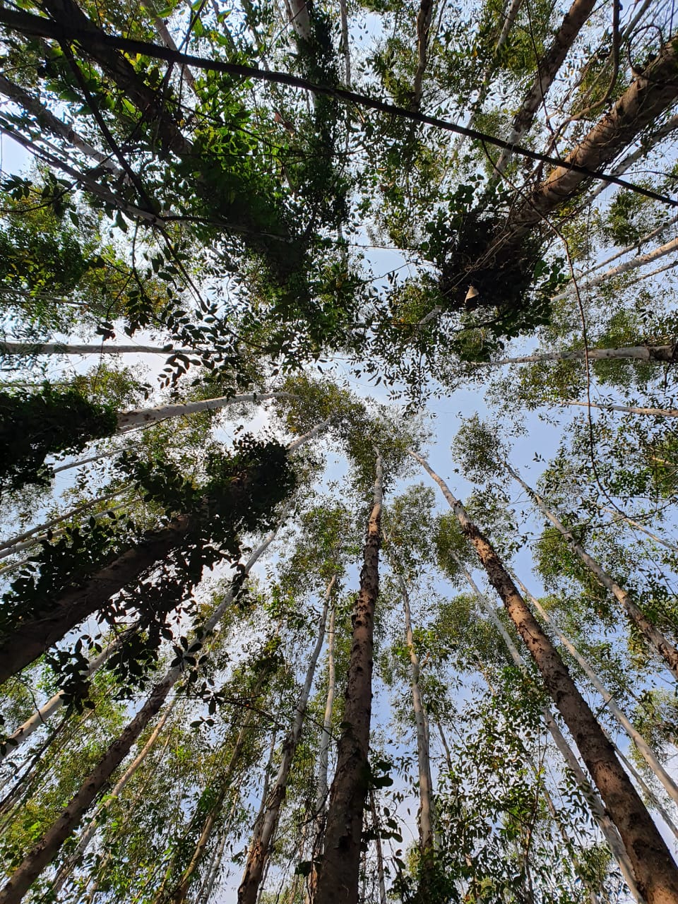 Inventário Florestal